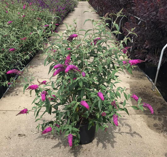 Buddleia Davidii Miss Ruby Butterfly Bush for Sale Online