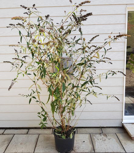 Buddleia Davidii Royal Red - the Butterfly Bush. Buy UK