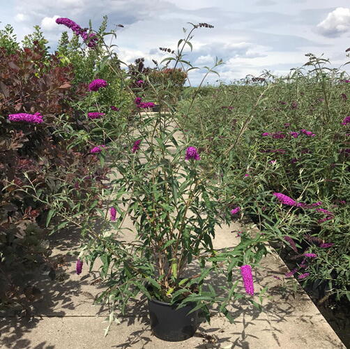 Buddleia Davidii Royal Red - the Butterfly Bush. Buy UK