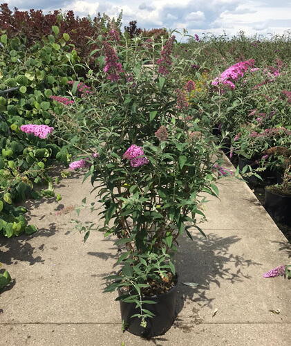 Buddleia Pink Delight, Butterfly Bush, buy online UK