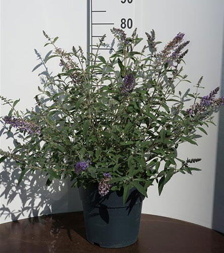 Buddleja Davidii Adonis Blue Butterfly Bush Shrub for Sale