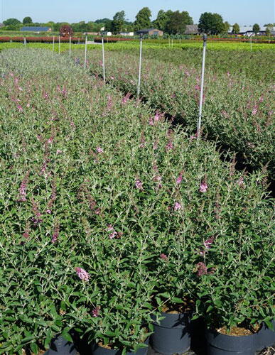 Buddleja Davidii Pink Panther Butterfly Bush Pink Panther
