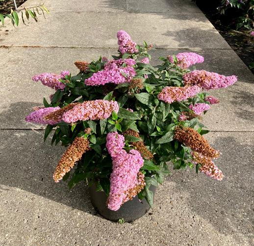 Buddleja Rocketstar Flamingo Butterfly Bush Dwarf Variety