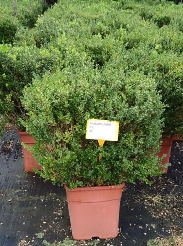 Boxwood Topiary Squares. Buxus Square Cubes For Sale Online