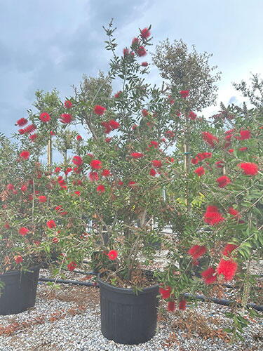 Callistemon Laevis Scarlet Bottlebrush Callistemon Rugulosus
