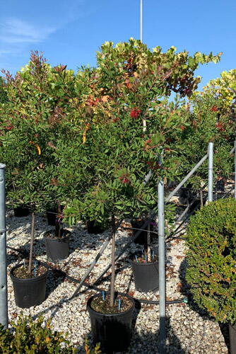 Callistemon Laevis Scarlet Bottlebrush Callistemon Rugulosus