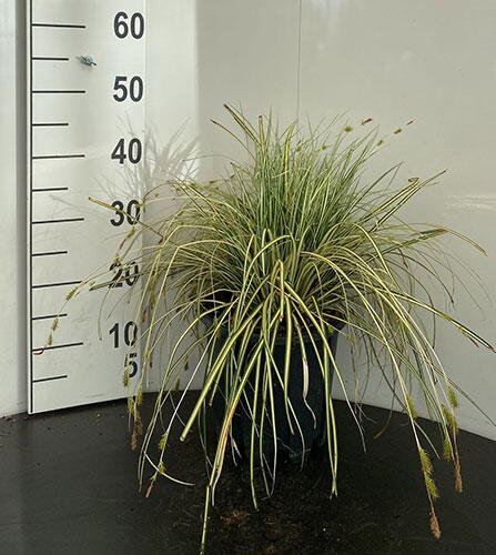 Carex Oshimensis Evergold. Japanese Sedge Grass for Sale UK