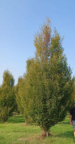 Carpinus Betulus Fastigiata Upright Fastigiate Hornbeam Tree