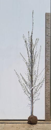 Carpinus Betulus Fastigiata Upright Fastigiate Hornbeam Tree