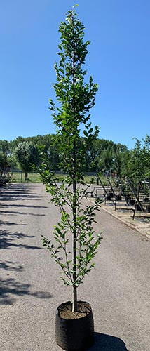 Carpinus Betulus Fastigiata Upright Fastigiate Hornbeam Tree