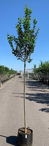 Carpinus Betulus Lucas. European Hornbeam Lucas for sale UK