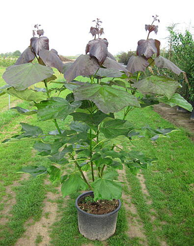 Catalpa Erubescens Purpurea Purple Indian Bean Tree Hybrid