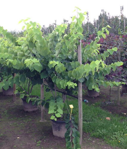 Cercis canadensis Royal White, White Eastern Redbud Tree UK