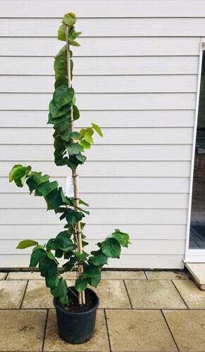 Cercis Chinensis Avondale Chinese Redbud Tree. Buy Online