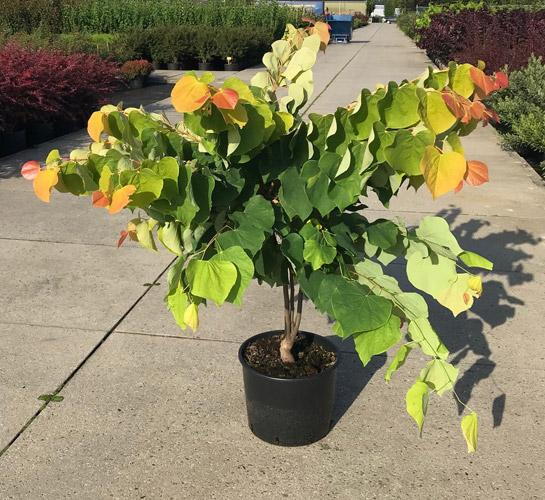 Cercis Rising Sun Redbud Tree for Sale Online UK