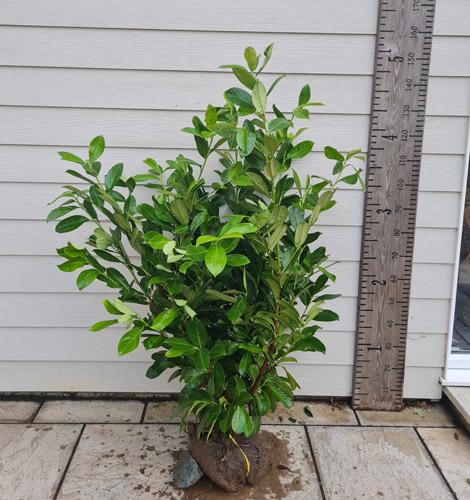 Cherry Laurel Root Ball Hedging plants. Buy Online UK