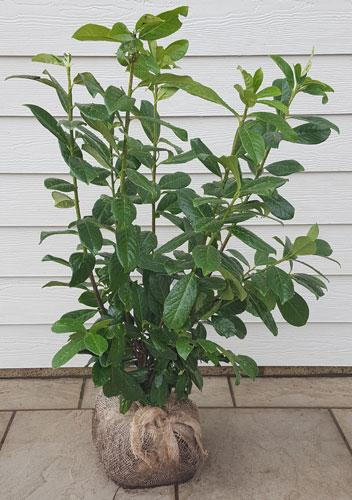 Cherry Laurel Root Ball Hedging plants. Buy Online UK