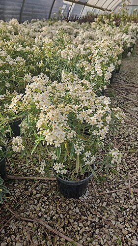 Buy Choisya Aztec Pearl Online. Mexican Orange Blossom Shrub