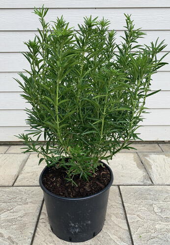 Buy Choisya Aztec Pearl Online. Mexican Orange Blossom Shrub