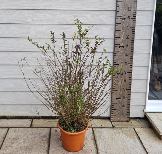 Common Privet Lodense Ligustrum Vulgare European Privet