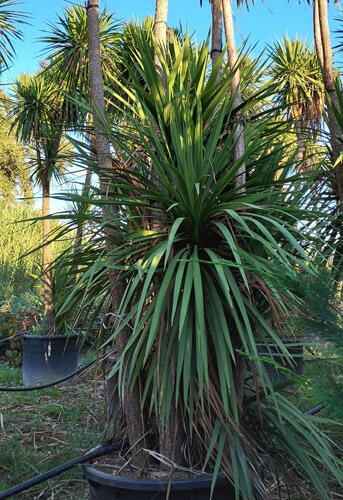 Cordyline Australis New Zealand Cabbage Tree Hardy Palms UK