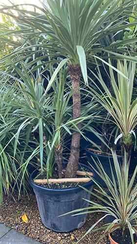 Cordyline Australis New Zealand Cabbage Tree Hardy Palms UK