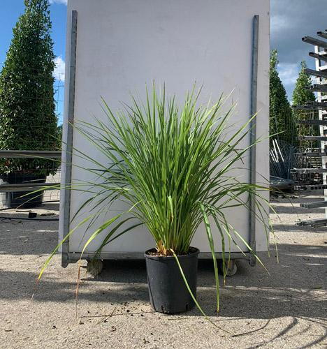 Cordyline Australis New Zealand Cabbage Tree Hardy Palms UK