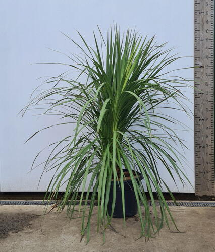 Cordyline Australis New Zealand Cabbage Tree Hardy Palms UK