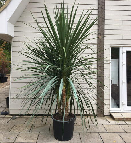 Cordyline Australis New Zealand Cabbage Tree Hardy Palms UK