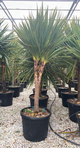 Cordyline Australis New Zealand Cabbage Tree Hardy Palms UK