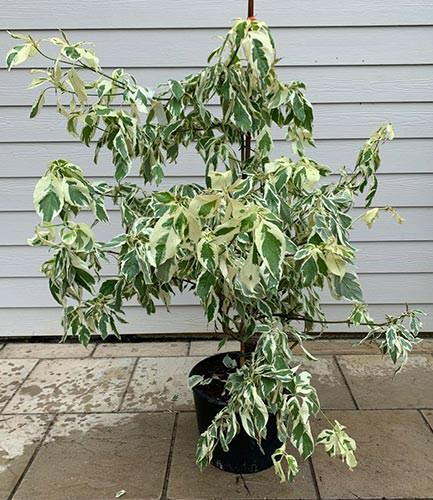Cornus Controversa Variegata. Wedding Cake Tree. Buy Online.