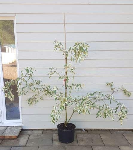 Cornus Controversa Variegata. Wedding Cake Tree. Buy Online.
