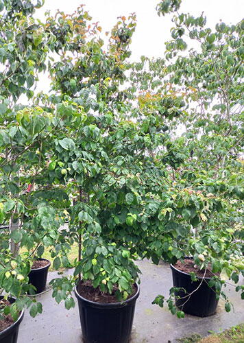 Cornus Florida F Rubra. Flowering Dogwood Tree Buy Online UK