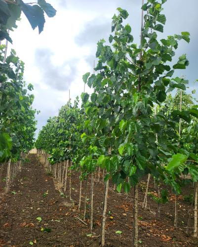 Corylus Colurna Turkish Hazel Multi Stem Mature Trees Online