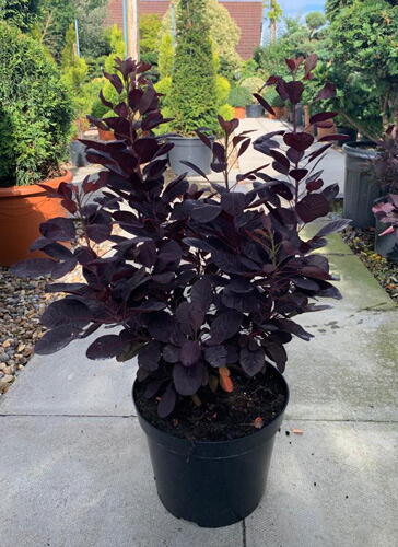 Cotinus Coggygria Royal Purple Smoke Bush. London Nursery UK