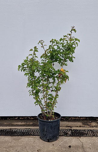 Crataegus Monogyna Compacta Hawthorn Compacta Dwarf Standard