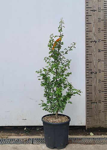 Crataegus Monogyna Compacta Hawthorn Compacta Dwarf Standard