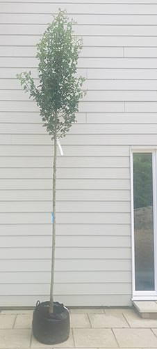 Crataegus Monogyna Stricta Hawthorn Stricta for Sale Online