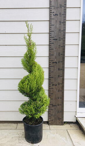 Cupressus Goldcrest Topiary Spirals. Goldcrest Wilma Topiary