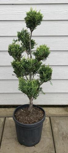 Cupressus Topiary Pom Pom Trees. Leyland Topiary For Sale UK