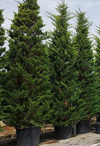 Cupressus Macrocarpa Goldcrest Monterey Cypress Goldcrest
