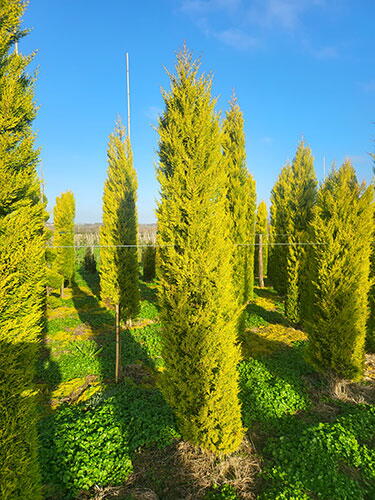 Cupressus Macrocarpa Goldcrest Monterey Cypress Goldcrest