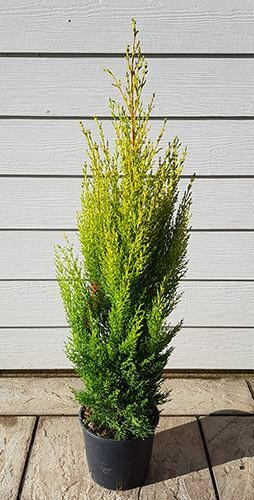 Cupressus Macrocarpa Goldcrest Monterey Cypress Goldcrest