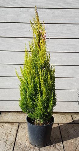 Cupressus Macrocarpa Goldcrest Monterey Cypress Goldcrest