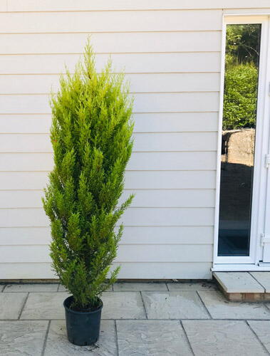 Cupressus Macrocarpa Goldcrest Monterey Cypress Goldcrest