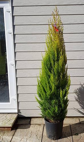 Cupressus Macrocarpa Goldcrest Monterey Cypress Goldcrest