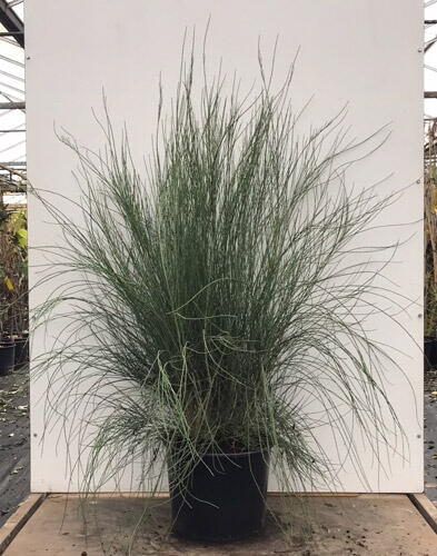Cytisus X Praecox Albus. White Broom Shrub Buy Online UK