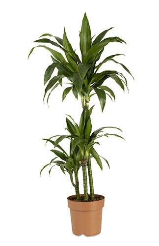 Dracaena Janet Craig Plant