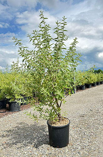Elaeagnus Angustifolia Oleaster for Sale Online UK & Ireland