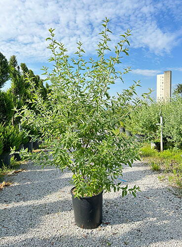 Elaeagnus Angustifolia Oleaster for Sale Online UK & Ireland
